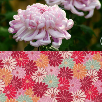 Meaning of Flowers and Plants in Japan - Polina Couture