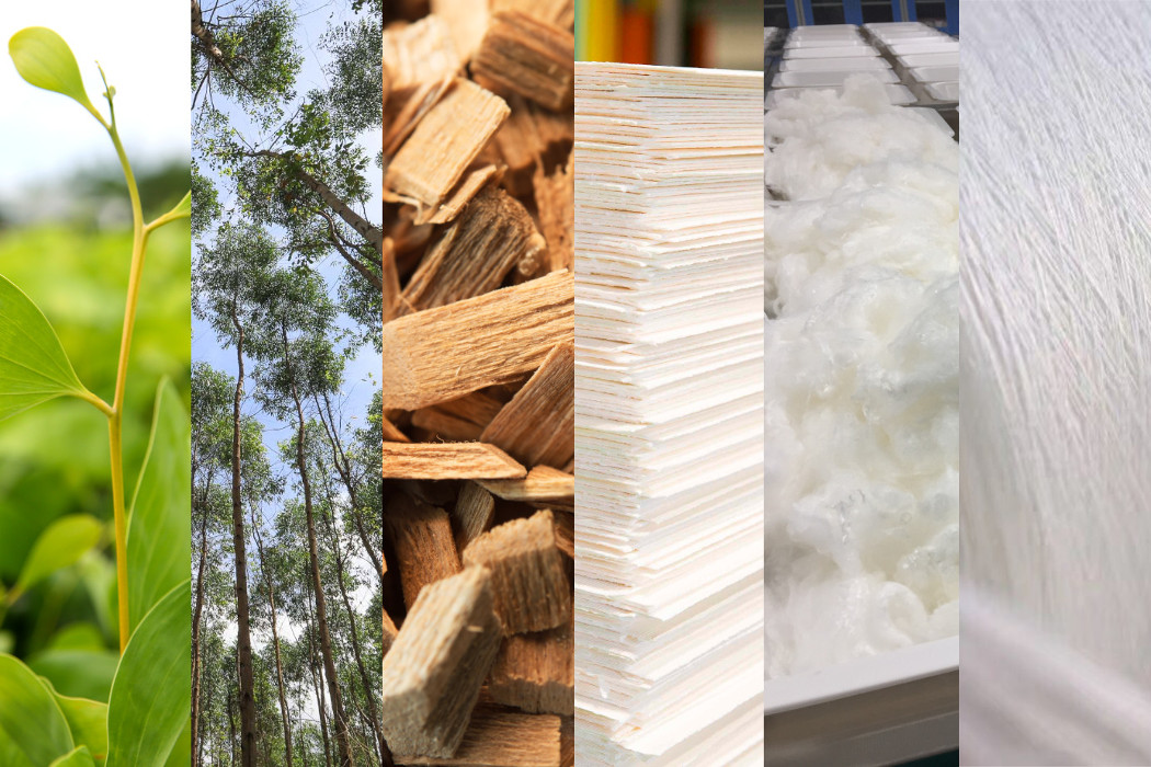 Tout Savoir sur les Viscoses - Haute Couture, Sciences Naturelles ...